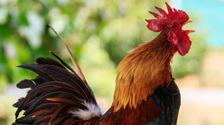 Chinese Horoscope 2023 for the Rooster